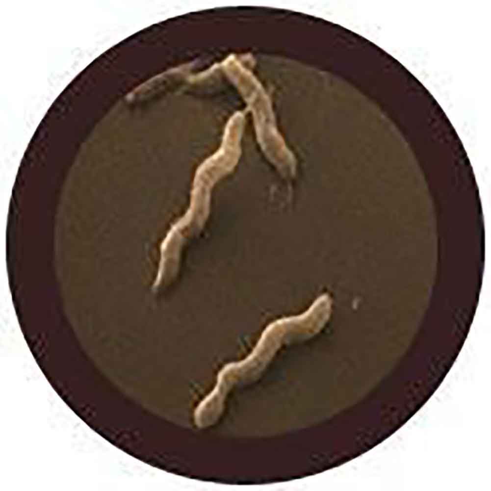 Giant Microbes Plush - Diarrhea (Campylobacter Jejuni) – Knick Knack ...