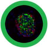 Giant Microbes Plush - Diabetes Beta Cell - Insulin (Β Cells)