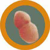 Giant Microbes Plush - Pneumonia (Streptococcus Pneumonia) – Knick ...